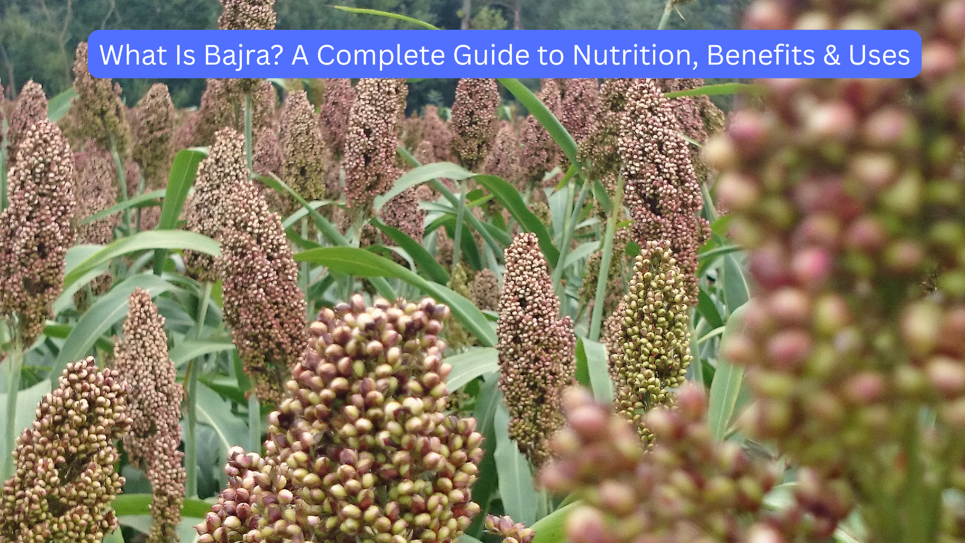 bajra nutrients